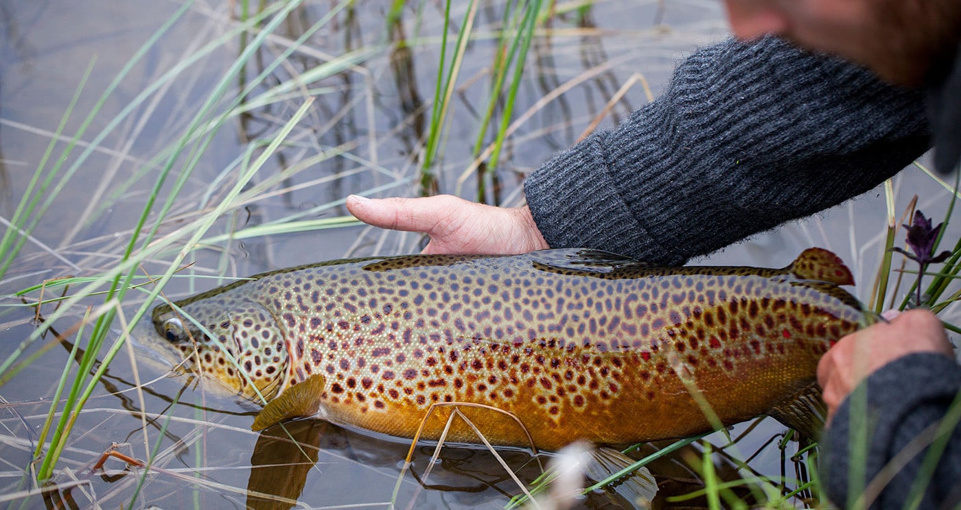 Marflo for stor ørret • Oppstrøms