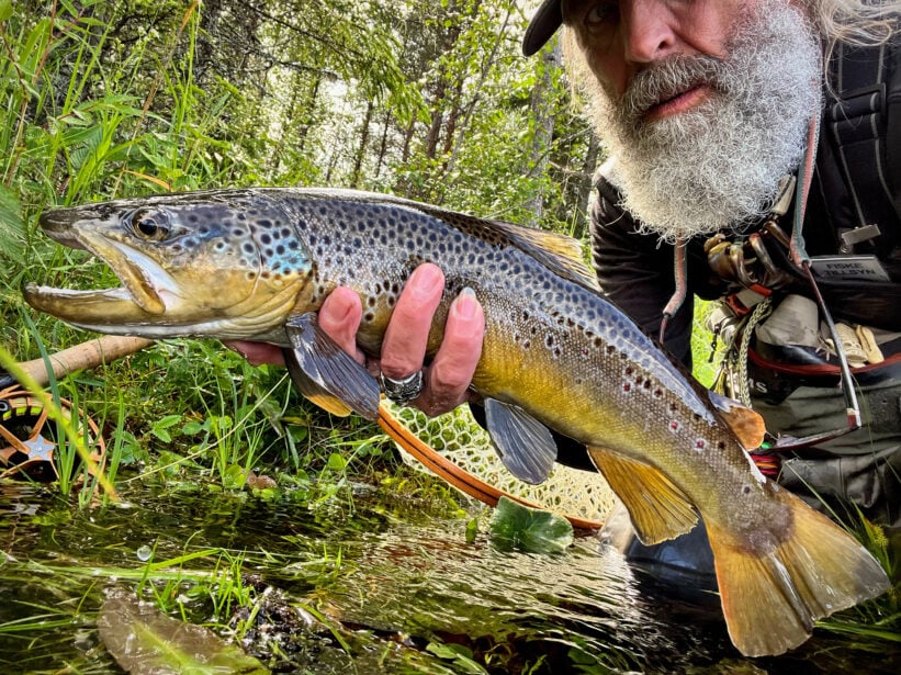 Flueboksen: Stefan Larsson